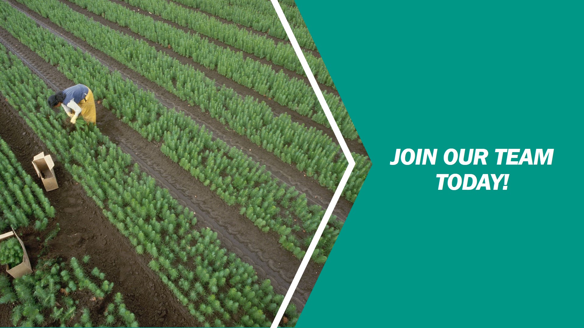 Farmworkers and Laborers, Crop, Nursery, and Greenhouse-Seasonal Job in USA