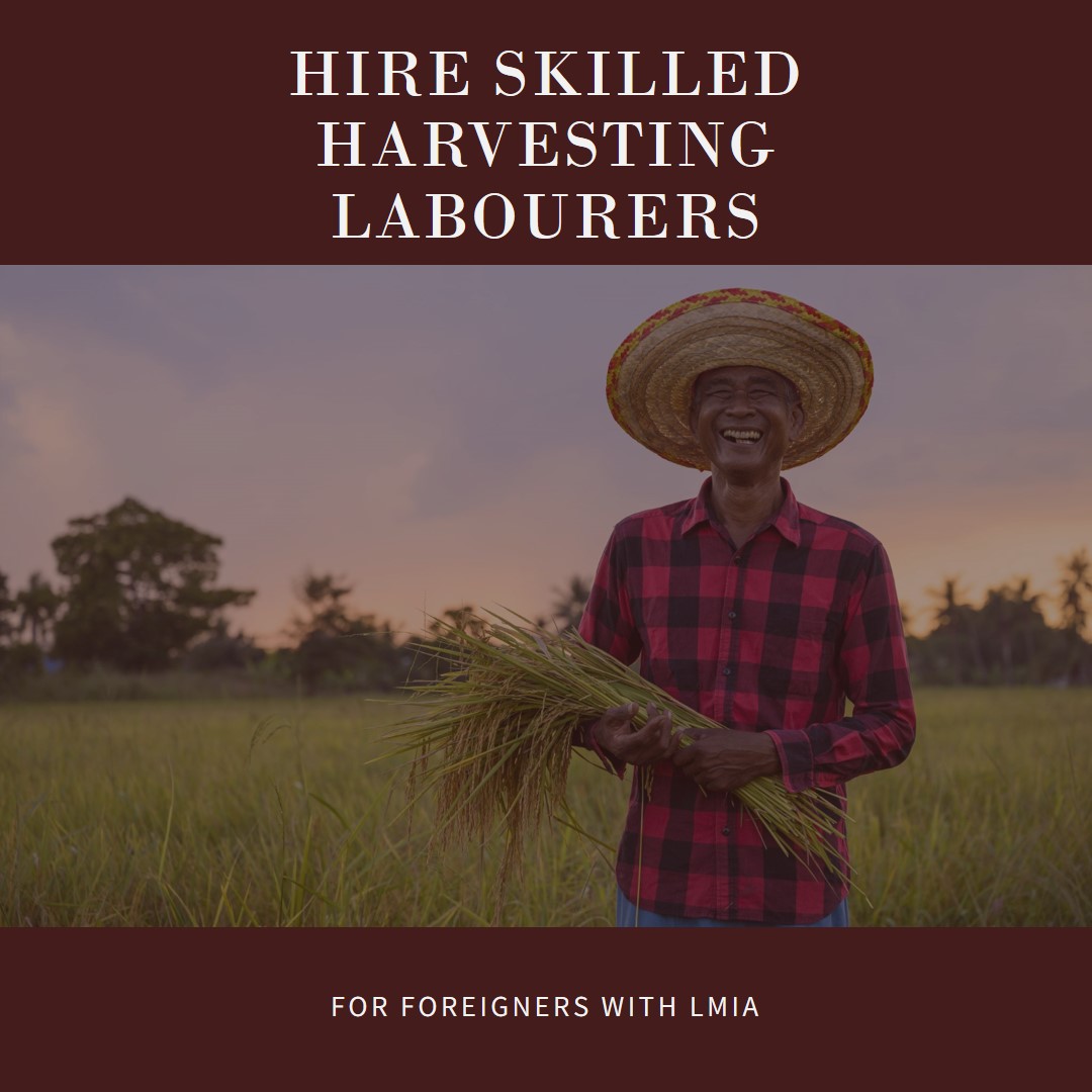 Harvesting Labourer Job in Canada For Foreigners with LMIA