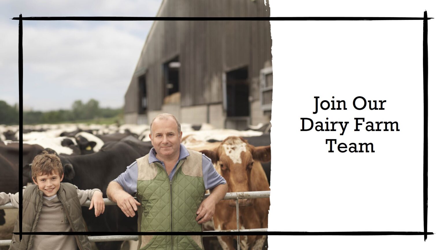 Dairy Farm Workers Job in Canada For Foreigners with LMIA